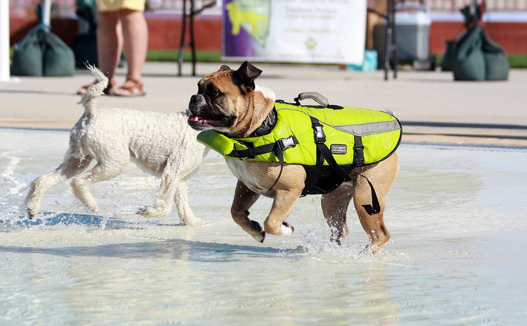 St. Louis Dog Events: Community Swimming Pool Parties | Arch City Homes