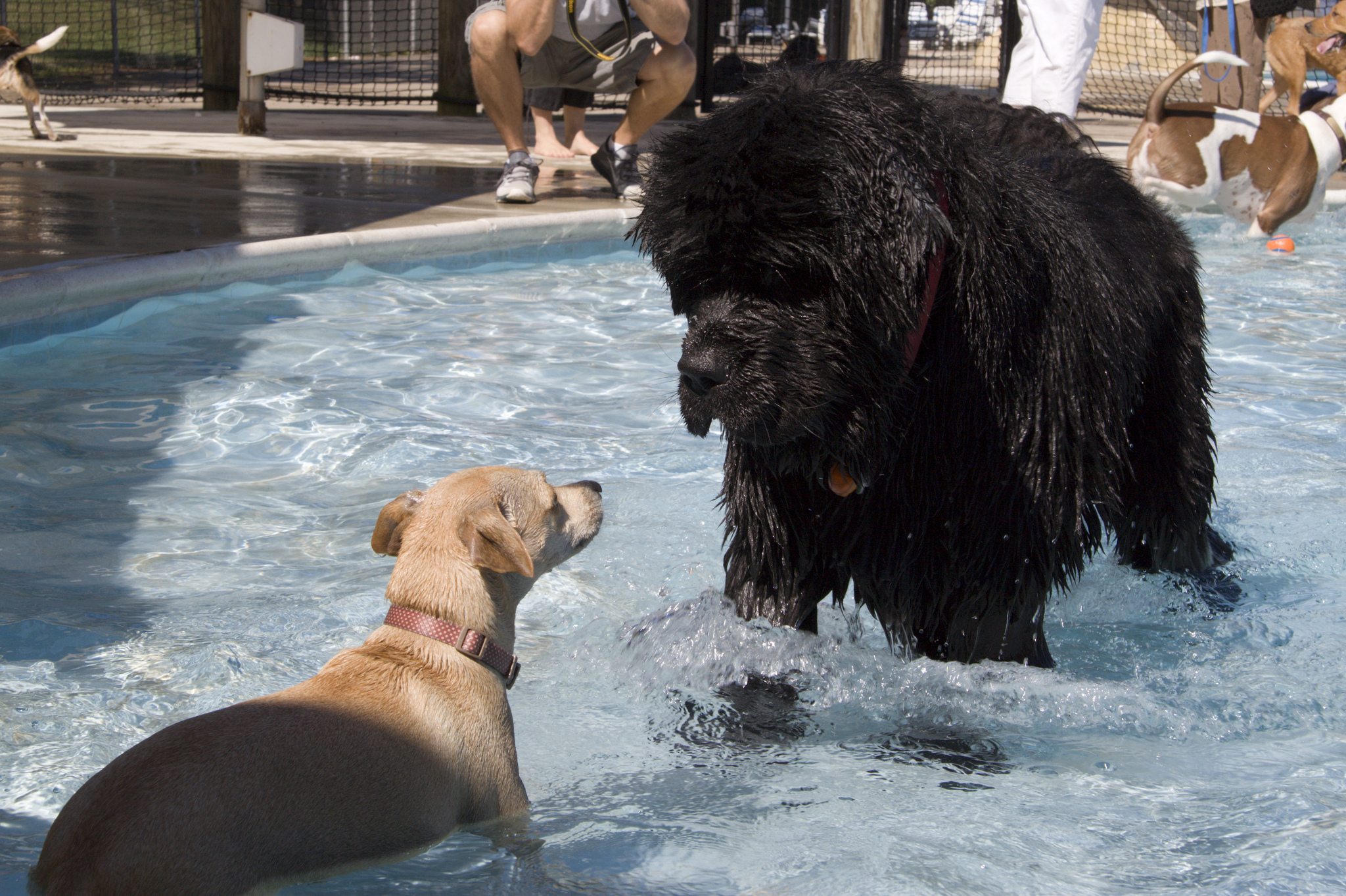 St. Louis Dog Events: Community Swimming Pool Parties | Arch City Homes